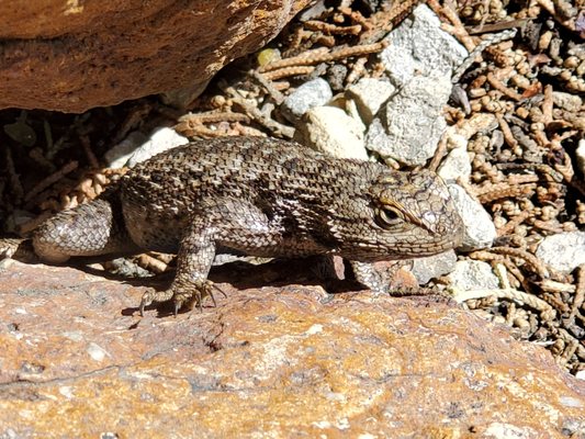 COUNTESS ANGELA DANDINI GARDENS - 19 Photos - 7000 Dandini Blvd, Reno ...