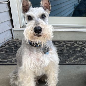 THE DIRTY DAWG GROOMERS - Updated June 2026 - 61 Photos & 54 Reviews ...