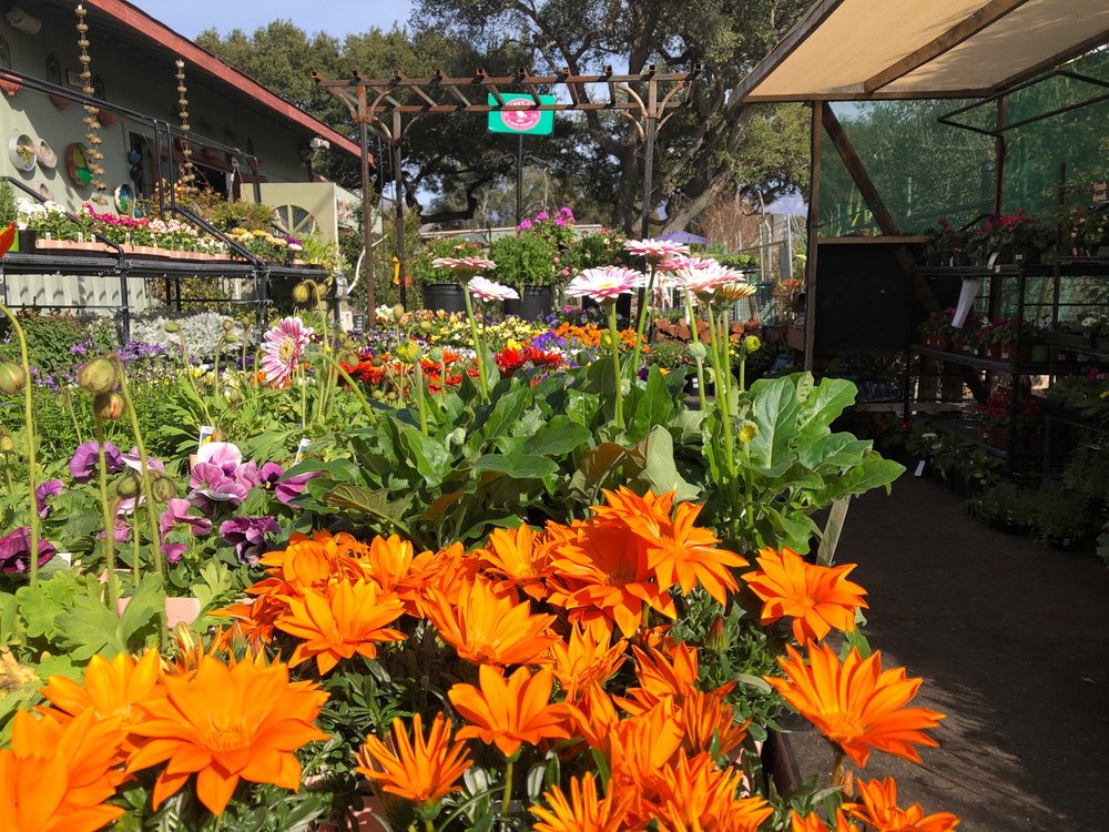 FLORA GARDENS - 26 Photos & 24 Reviews - Nurseries & Gardening - 245 ...