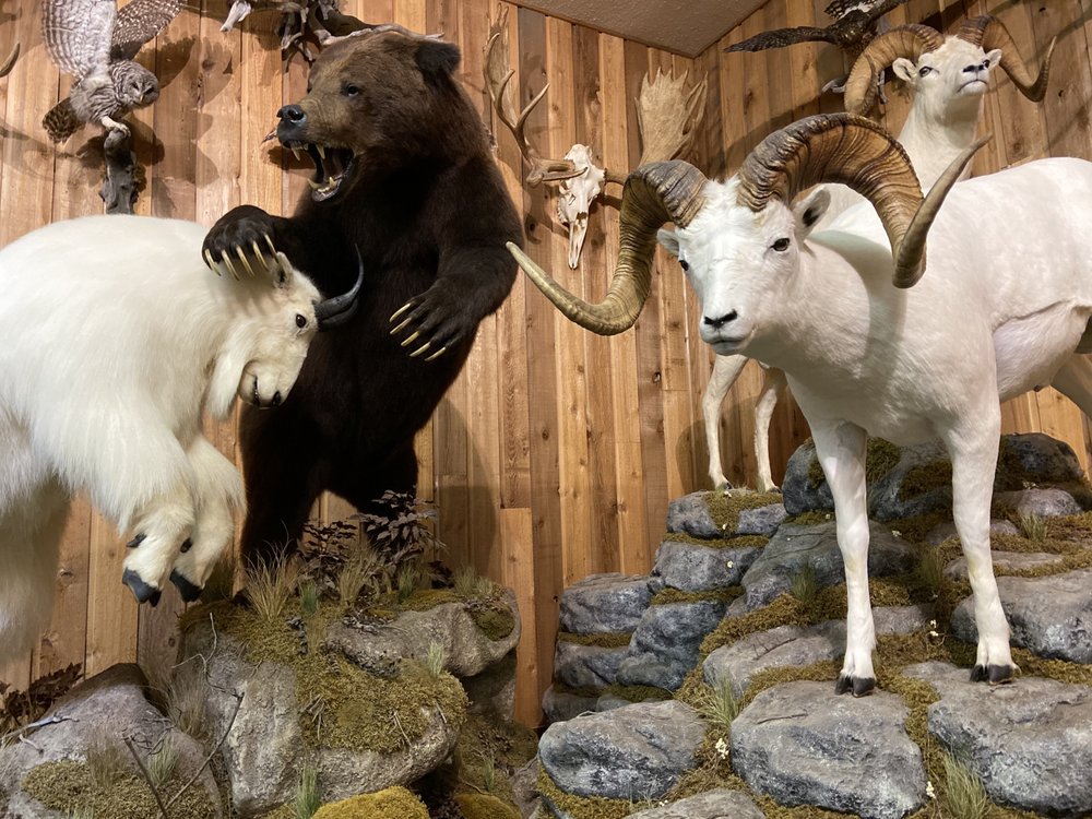 CANADIAN WILDLIFE MUSEUM - Updated February 2025 - 7774 Pleasant Valley ...