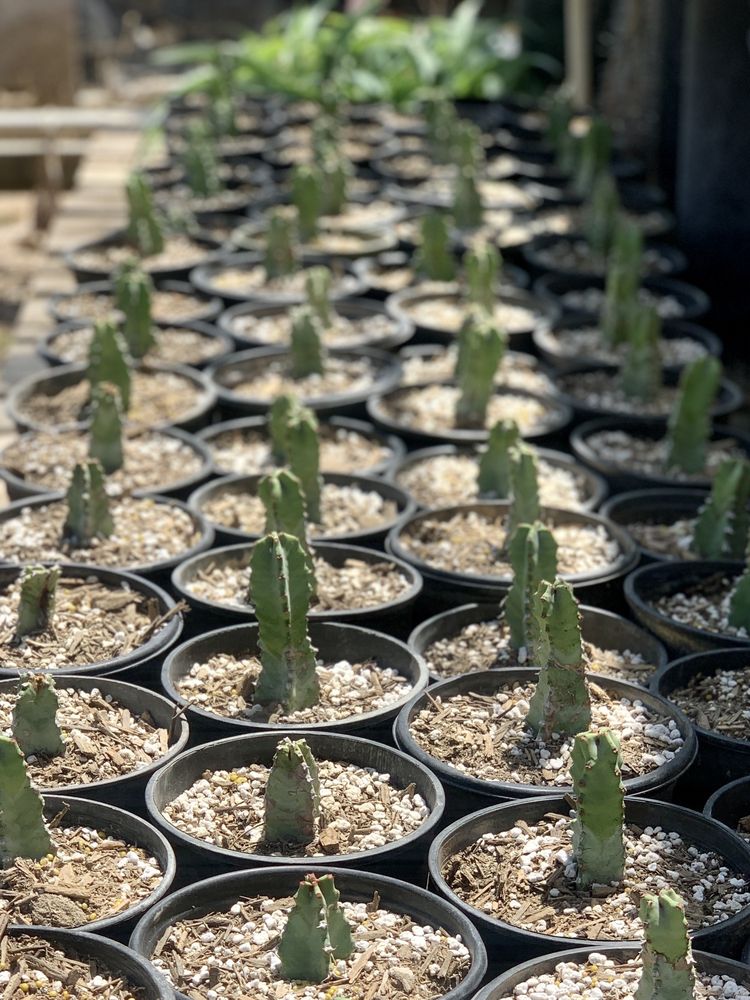 SAL’S CACTUS MART - Updated July 2025 - 166 Photos & 60 Reviews - 2275 ...