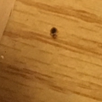 RUSTIC OASIS MOTEL - Updated July 2025 - 56 Photos & 17 Reviews - 2055 ...