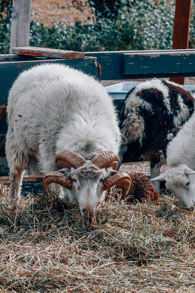 SUNFLOWER FARM - 62 Photos & 36 Reviews - 11150 Prospect Rd, Longmont ...