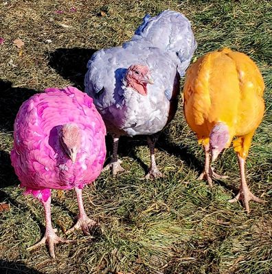 GOZZI’S TURKEY FARMS - Updated January 2026 - 53 Photos & 31 Reviews ...