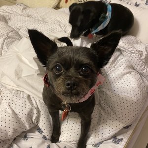 PRISSY PAWS MOBILE PET GROOMING SERVICE - Columbia, South Carolina ...