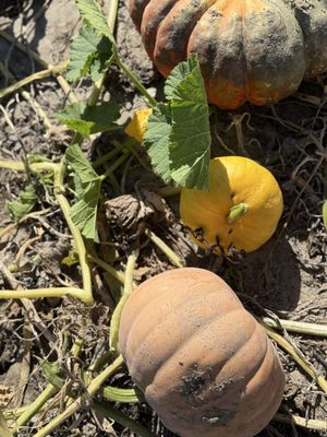 THIES FARM & MARKET - Updated January 2026 - 12 Photos - 14101 Creve ...