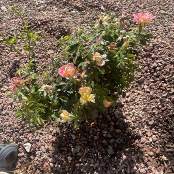 RILLITO NURSERY & GARDEN CENTER - Updated December 2025 - 15 Photos ...