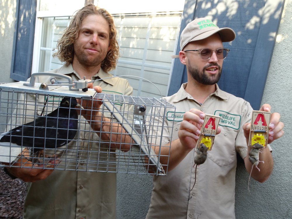 LITTLE ROCK PEST ANIMAL TRAPPING - 22 Photos - Little Rock, Arkansas ...