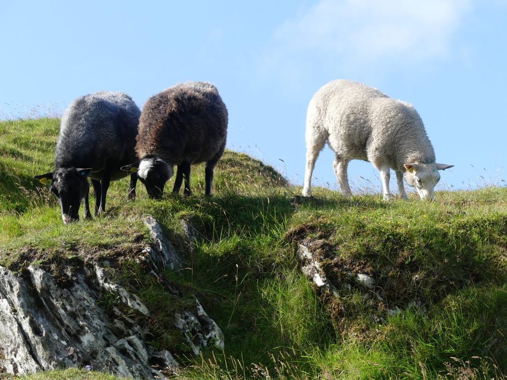 VIKING FARM AT BUKKØY - Updated June 2024 - 11 Photos - Kong Augvalds ...