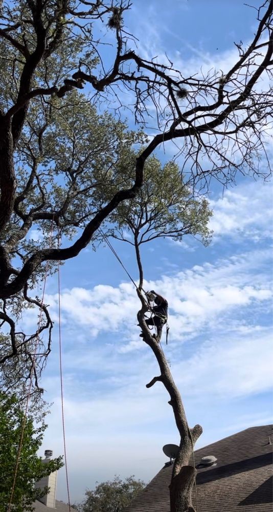 METROPOLITAN TREE SERVICES - Updated September 2025 - 43 Photos & 29 ...