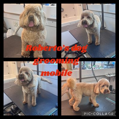 ROBERTOS DOG GROOMING MOBILE - Updated September 2024 - 215 Photos & 32 ...