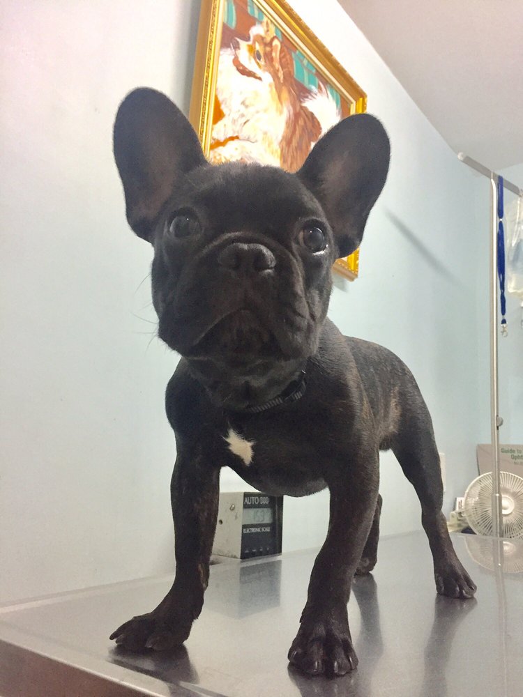 MERRICK BLVD ANIMAL HOSPITAL - Updated July 2025 - 10 Photos & 16 ...