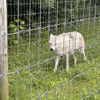 THE WOLF SANCTUARY OF PA - Updated September 2024 - 279 Photos & 110 ...