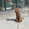 DISTRICT DOGS - Updated April 2026 - 81 Photos & 124 Reviews - 1221 Van ...