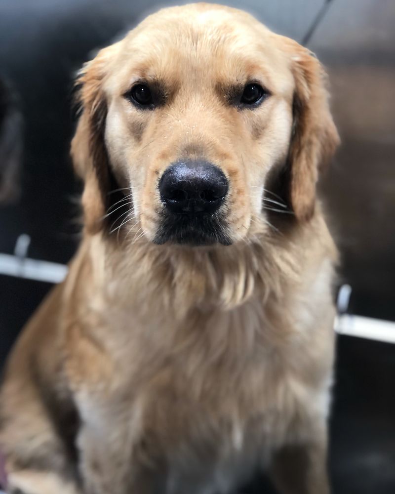 ZEN DOG MOBILE SPA - Updated March 2026 - Albany, New York - Pet ...