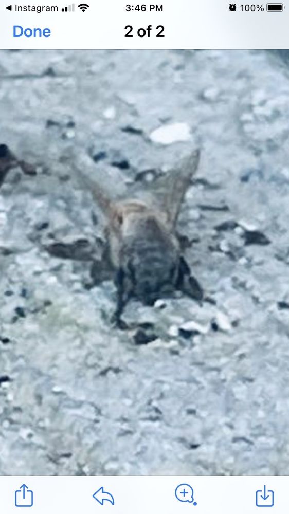 PREMIER PEST SOLUTIONS - Updated May 2025 - 22 Photos - 15743 ...