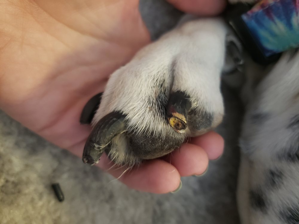 FLYING FUR - 23 Photos & 63 Reviews - 27 Nicholas Rd, Framingham ...