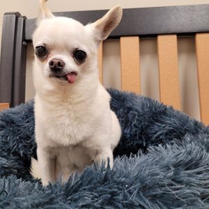 PAW PAW VETERINARY CLINIC - Updated October 2025 - 12 Reviews - 31690 E Red Arrow Hwy, Paw Paw ...