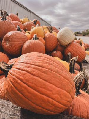 CENTER GROVE ORCHARD - Updated January 2026 - 101 Photos & 40 Reviews ...