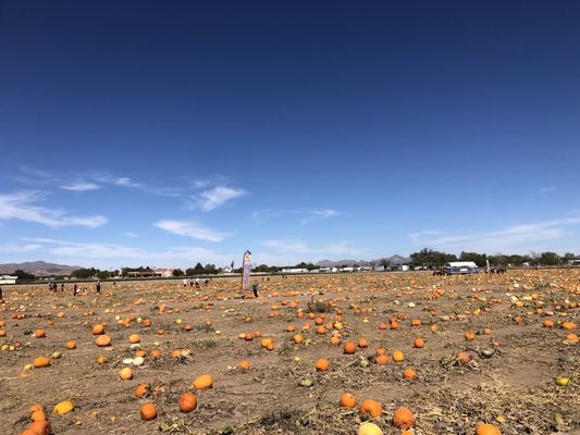 MESILLA VALLEY MAZE - Updated December 2025 - 40 Photos & 14 Reviews ...