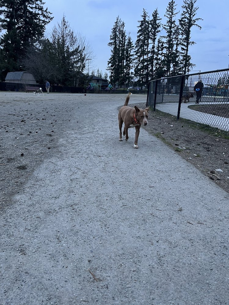 SUMMIT DOG PARK - Updated January 2026 - 23675 SE Tahoma Way, Maple ...