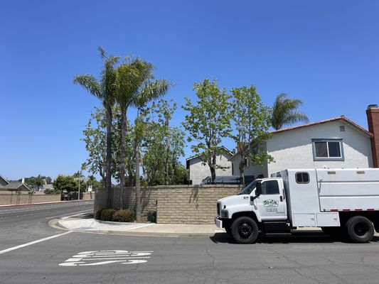 SO CAL TREE TRIMMING - Updated September 2025 - 17 Photos - Anaheim ...