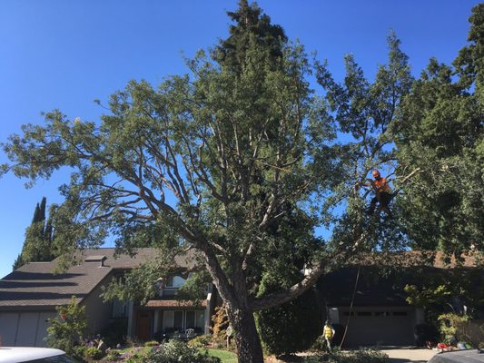 DE LA TORRE TREE SERVICE - Updated August 2025 - 43 Photos & 38 Reviews ...