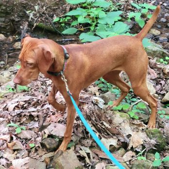 DIPPITY DO-DA DOGS - Updated January 2026 - 10 Photos & 23 Reviews ...