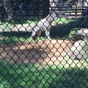 THE ZOO IN FOREST PARK & EDUCATION CENTER - 52 Photos & 21 Reviews ...
