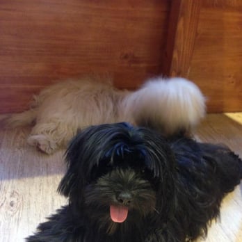 BARKIN’ BLENDS DOG CAFE - Updated October 2025 - 28 Photos - 91 Rosa ...