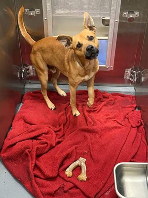 MEMPHIS ANIMAL SERVICES - Updated December 2025 - 21 Photos & 18 ...