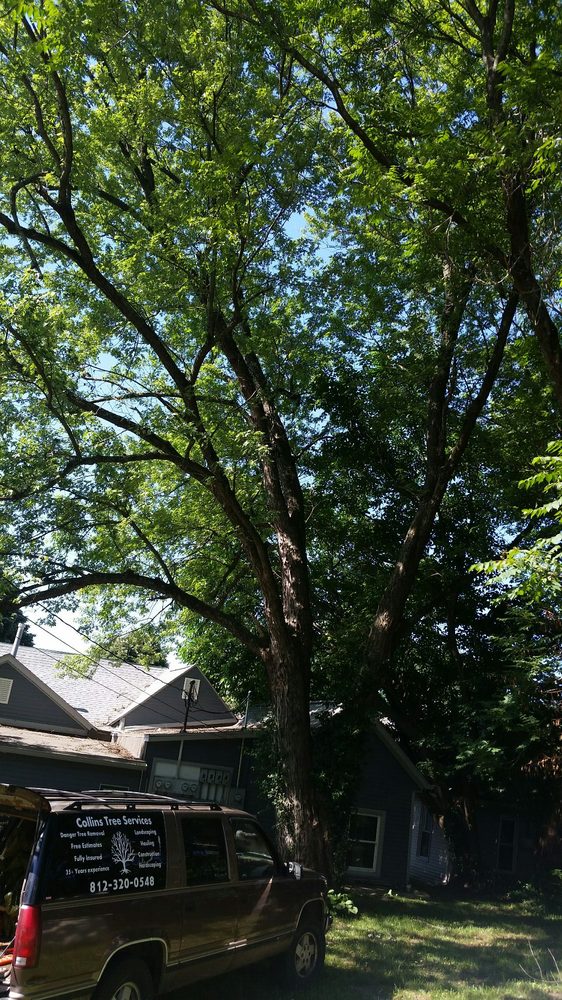 COLLINS TREE SERVICES - 12 Photos - 4021 E Old Meyers Rd, Bloomington ...