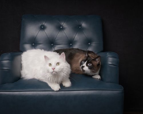 REBECCA ROSE FINE PORTRAITS - Updated December 2025 - 11 Reviews - 237 ...