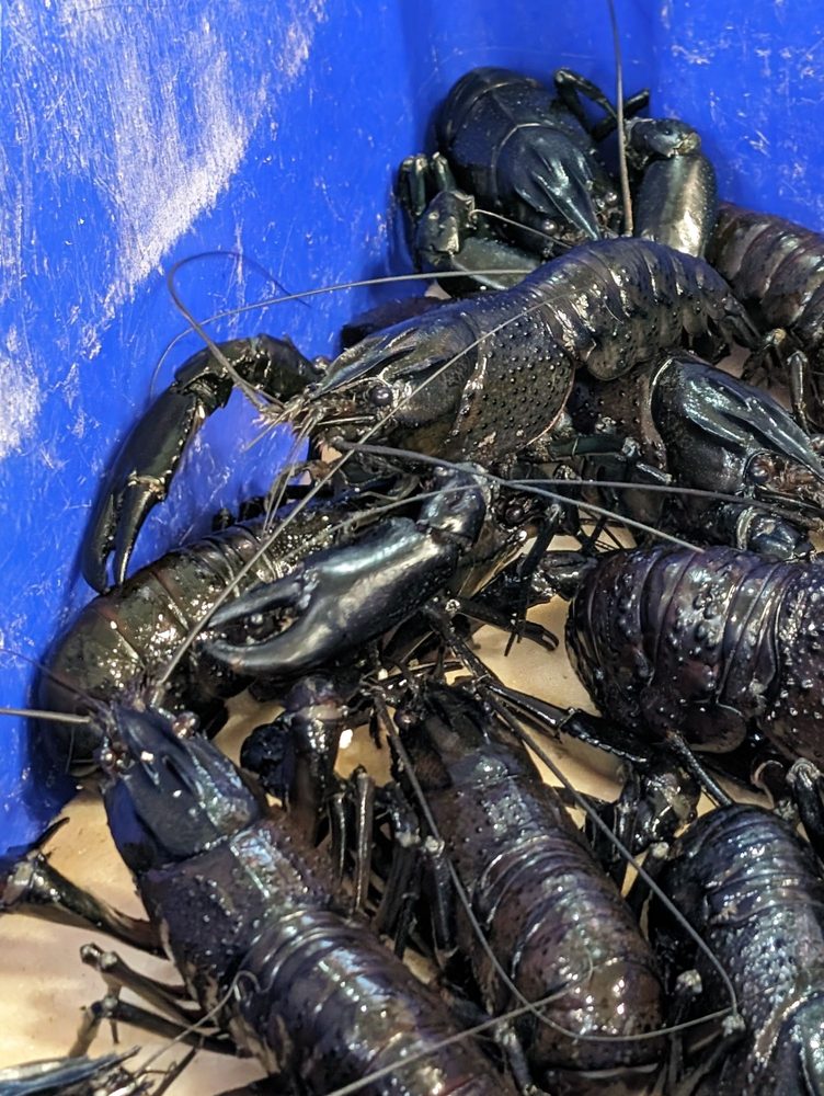 NICHOLAS SEAFOOD TRADERS - Updated October 2025 - 94 Photos & 13 ...