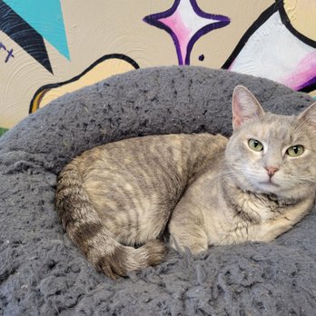 MOCHAS AND MEOWS - Updated June 2025 - 134 Photos & 79 Reviews - 3265 ...