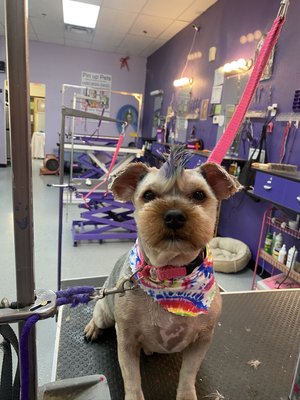 PINUPPETS - Updated June 2025 - 316 Photos & 246 Reviews - 950 E Pecos ...