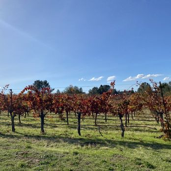 ELEMENT 79 VINEYARDS - Updated June 2024 - 99 Photos & 50 Reviews ...