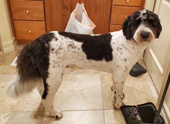 JILLY’S PUFF AND FLUFF GROOMING - Updated December 2025 - 46 Photos ...