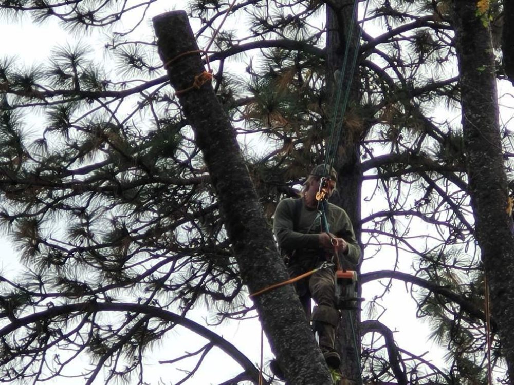 OUT ON A LIMB TREE SERVICE - 27 Photos - Rough and Ready, California ...