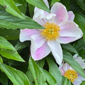 JC RAULSTON ARBORETUM - 503 Photos & 93 Reviews - Botanical Gardens ...