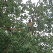 TARZAN TREE REMOVAL - 299 Photos & 61 Reviews - Tree Services ...