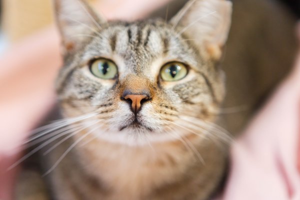 CAT DEPOT - Updated July 2025 - 52 Photos & 62 Reviews - 2542 17th St ...