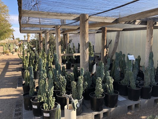 ARIZONA CACTUS SALES - 84 Photos & 47 Reviews - Nurseries & Gardening ...