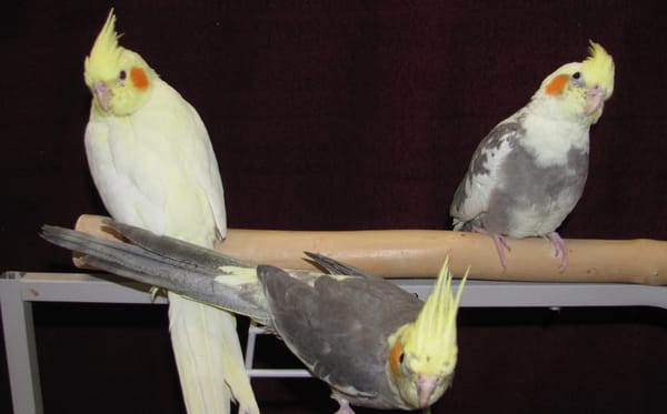 BIRDS OF PARADISE FROM WALL SEED - Updated May 2026 - 10 Photos & 14 ...