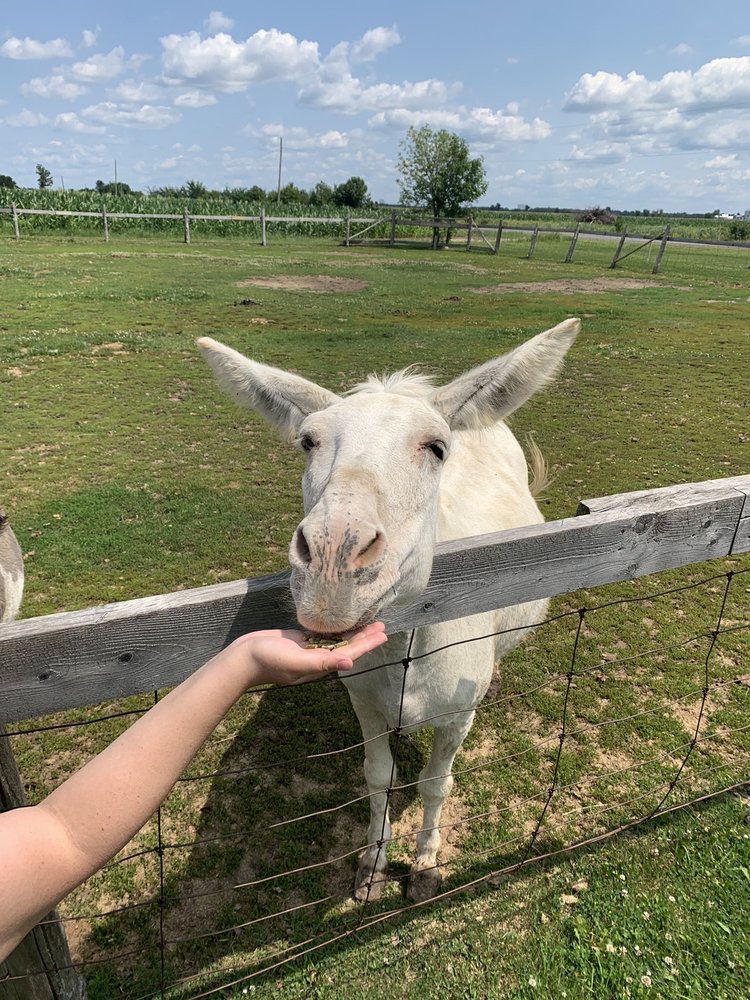 VANDERLAAND BARNYARD ZOO - Updated July 2025 - 14 Photos - 11827 County ...