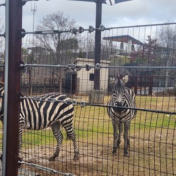 ZOO ATLANTA - Updated May 2025 - 2921 Photos & 672 Reviews - 800 ...