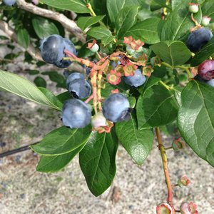 ROWAND’S FARM - TEMP. CLOSED - Updated October 2025 - 11 Photos & 13 ...