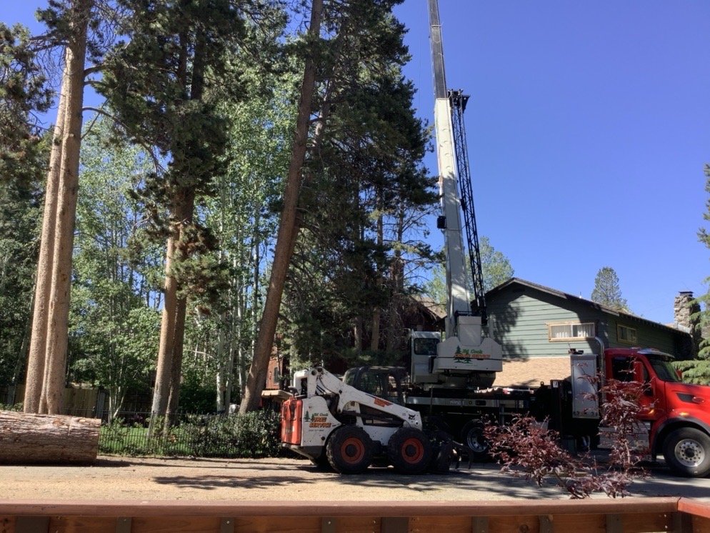 ED COOK TREE SERVICE - Updated September 2024 - 11 Photos & 28 Reviews ...