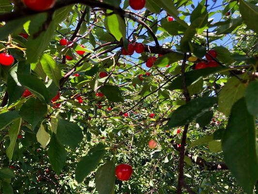 KAPPUS FARMS - Updated May 2025 - 28 Photos & 11 Reviews - 6275 Jockey ...