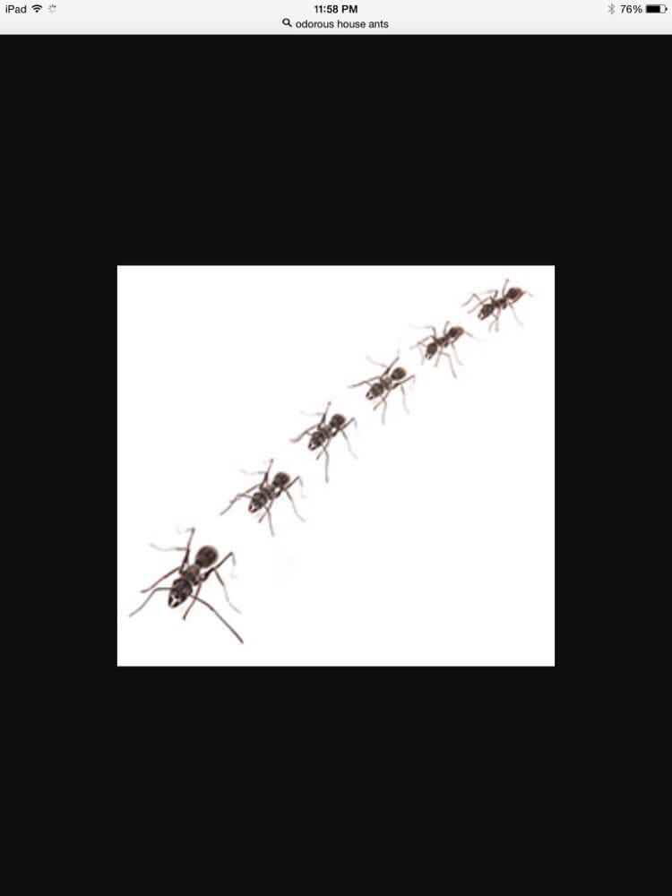 METRO PEST TECH - Updated May 2025 - 20 Photos - Saint Louis, Missouri ...